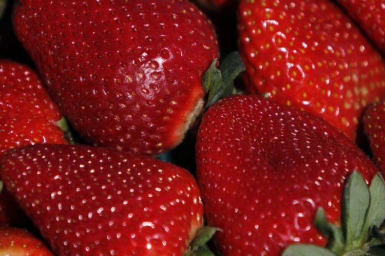 Autoridades del agro en el Maule anuncian medidas por nueva plaga que afecta a la frutilla ...